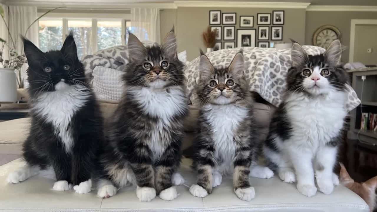 Maine Coon Kittens For Sale In Connecticut: Breeders List (2025) - I ...