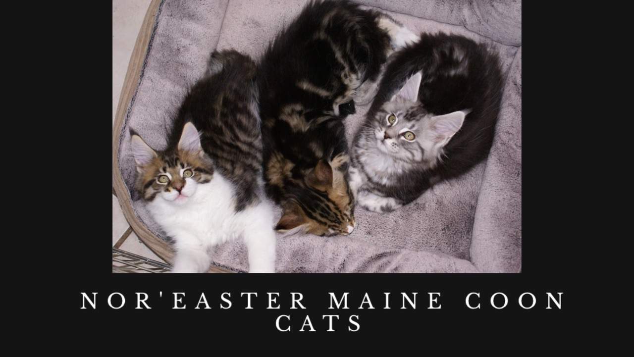 Maine Coon Kittens For Sale In Connecticut: Breeders List (2025) - I ...