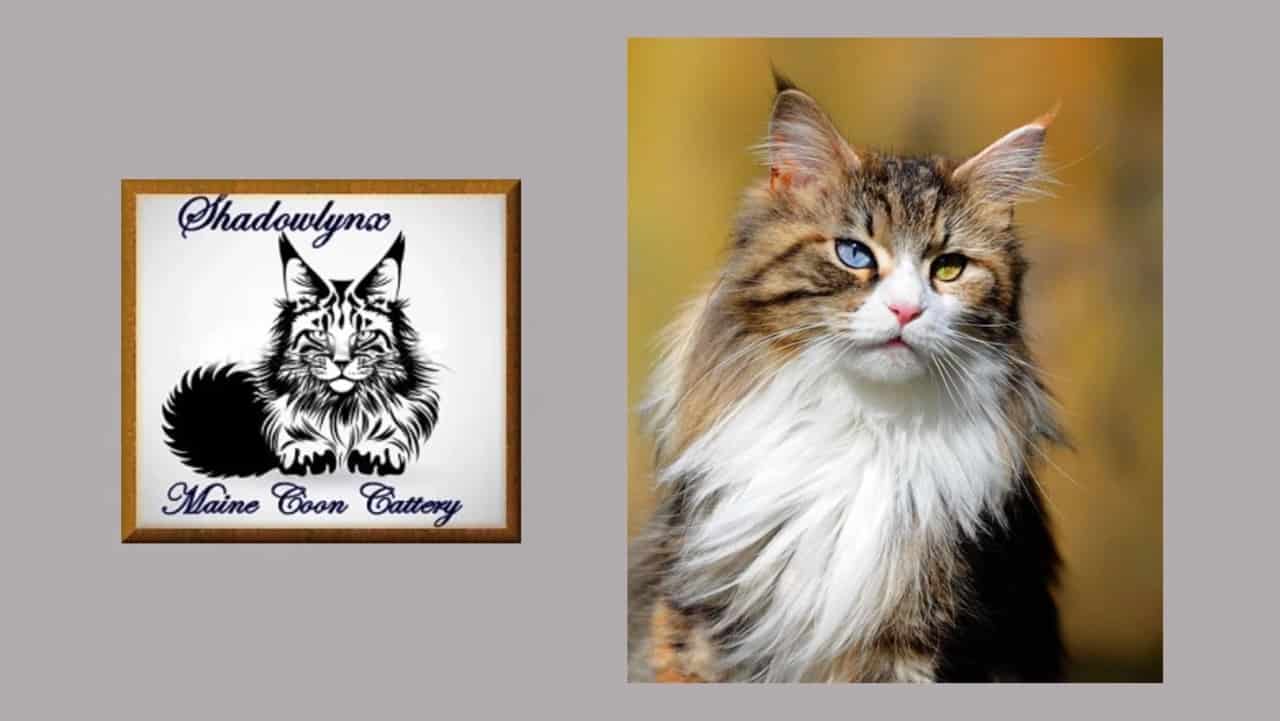 Maine Coon Kittens For Sale In Connecticut: Breeders List (2025) - I ...