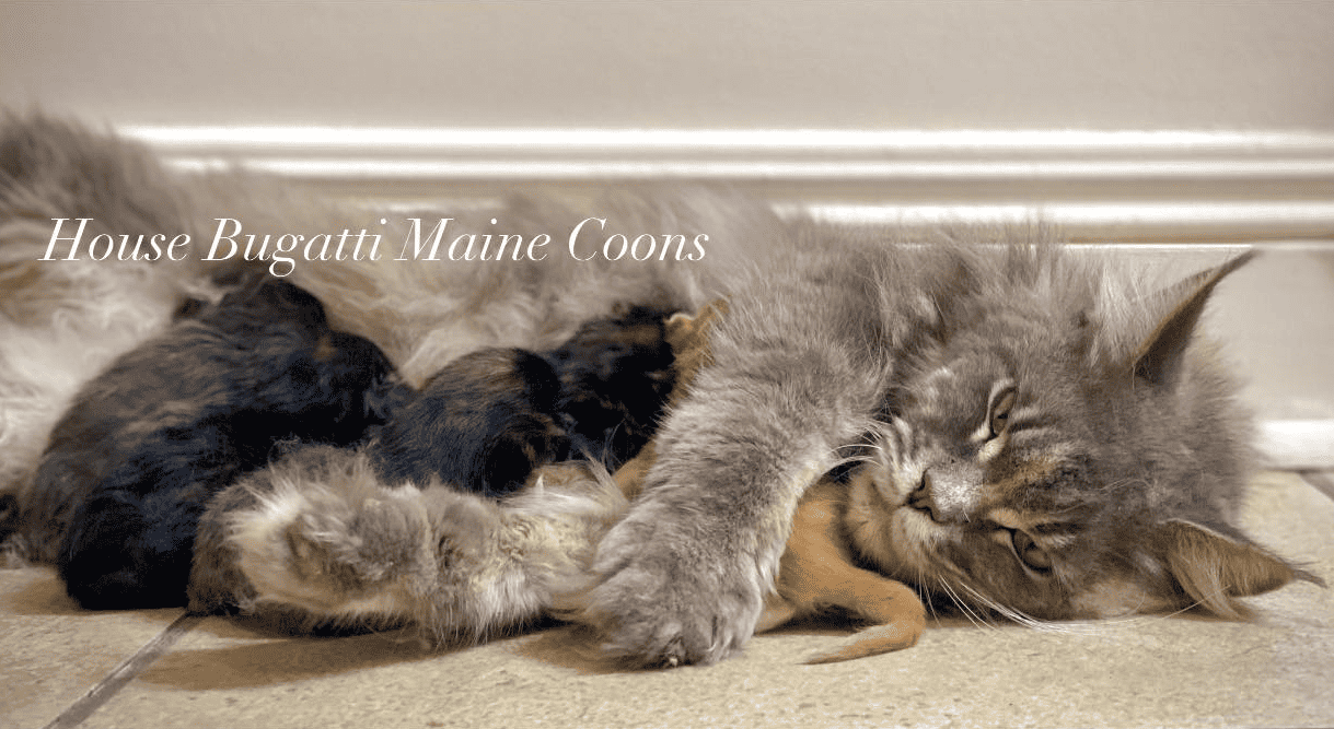 Maine Coon Kittens For Sale In Louisiana: Breeders List (2025) - I Want ...