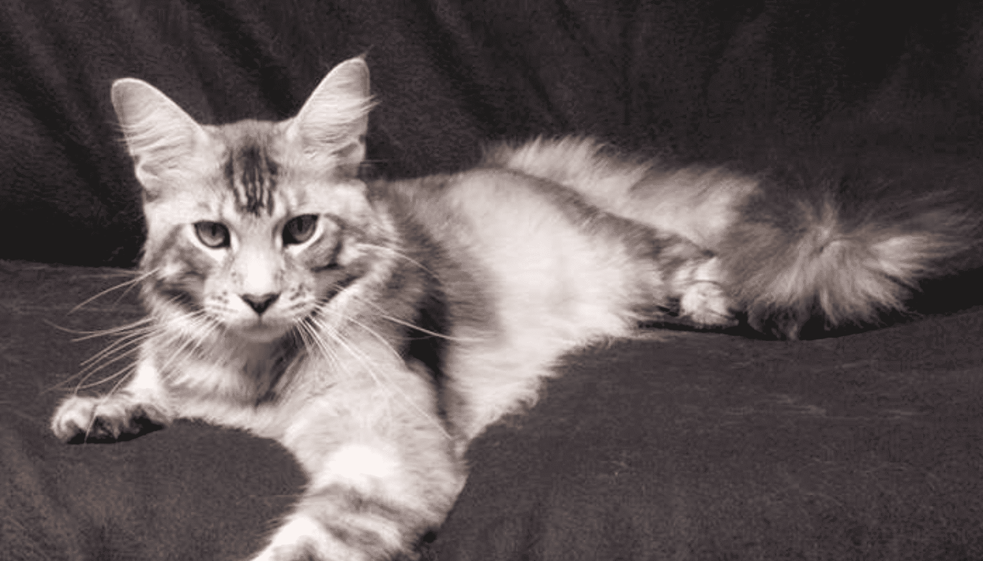 Maine Coon Kittens For Sale In Michigan: Breeders List (2025) - I Want ...