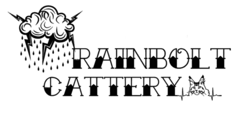 Maine Coon Kittens for Sale in Texas: Breeders List (2024) - I Want A ...