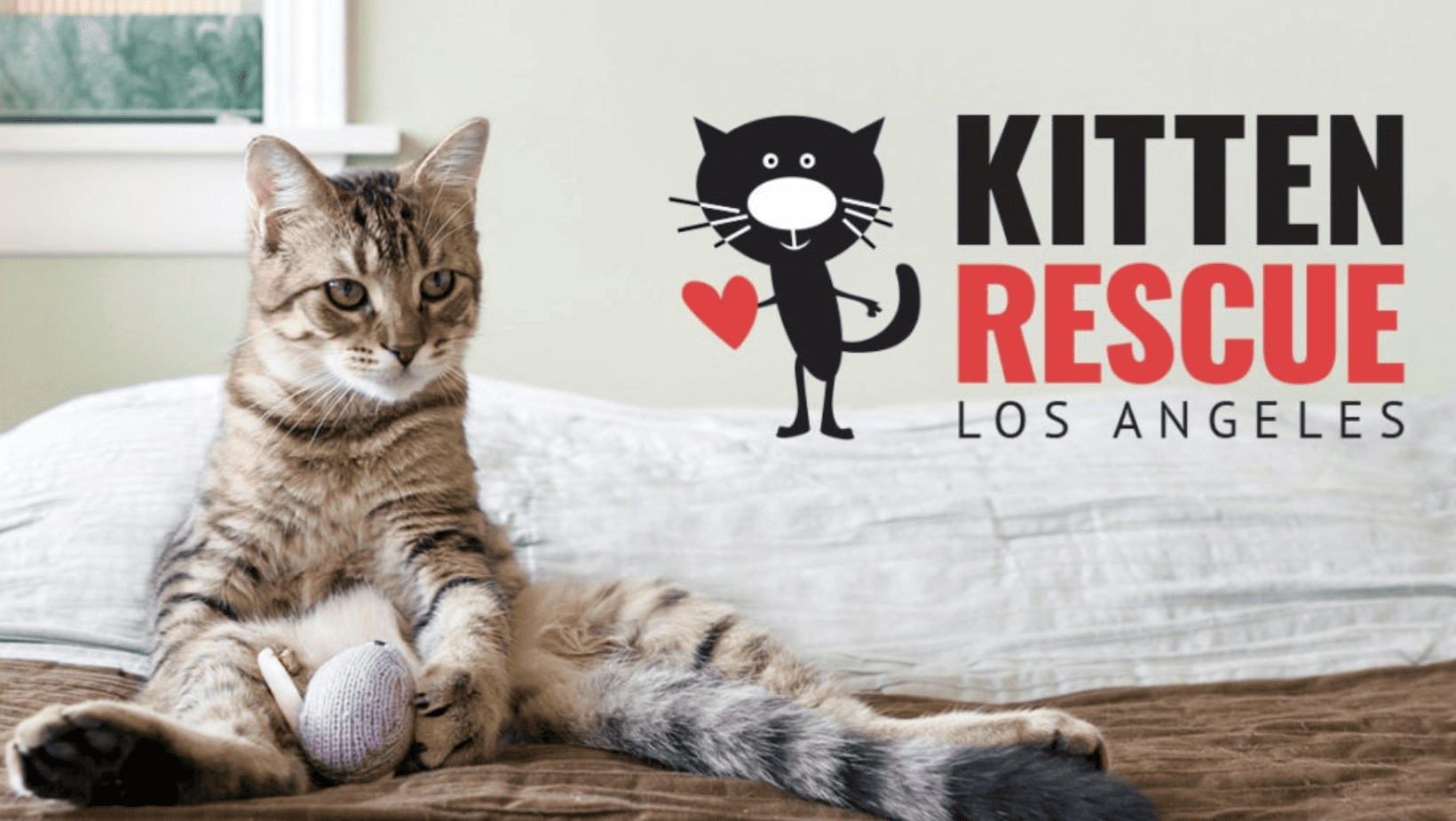 How To Find A Maine Coon Rescue Cat - I Want A Maine Coon
