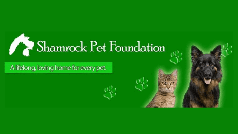 Find A Rescue: Maine Coon Cats For Sale In Kentucky (2024) - I Want A ...