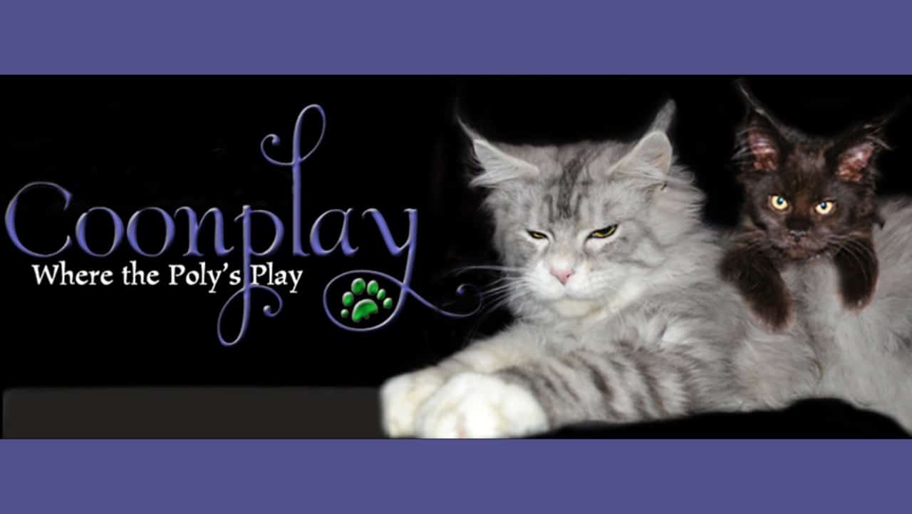 Maine Coon Kittens For Sale In Colorado: Breeders List (2024) - I Want ...