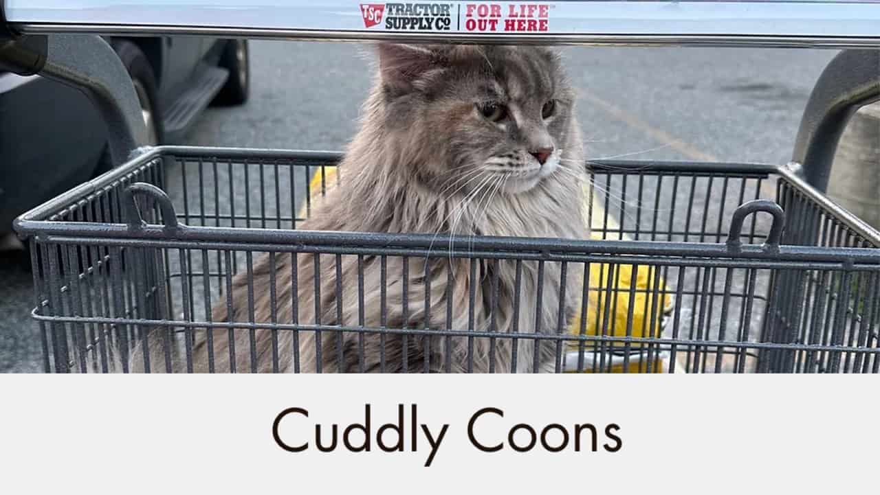 Maine Coon Kittens For Sale In Delaware: Breeders List (2024) - I Want ...